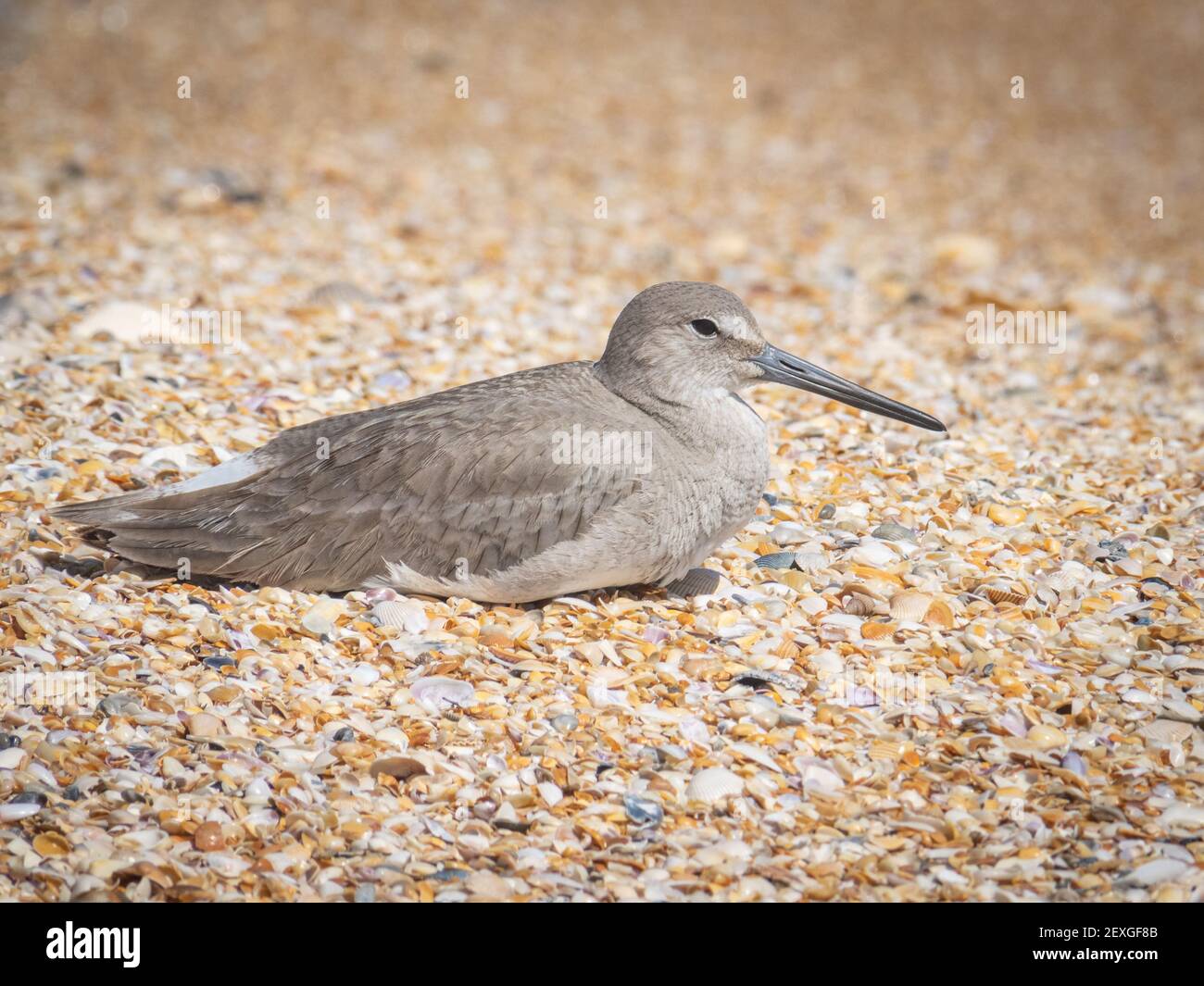 Small stocky shorebird hi-res stock photography and images - Alamy