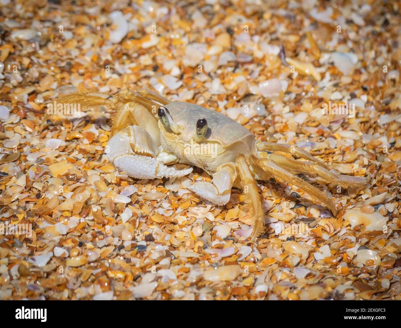 Little Ghost crab with sand Stock Photo - Alamy