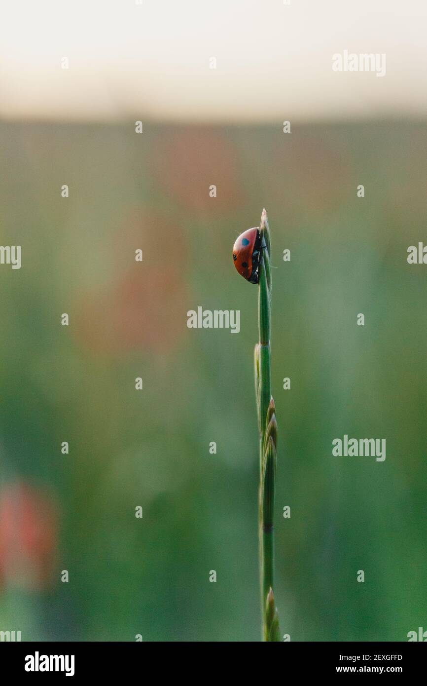 A vertical shot of a ladybug on a plant stem in a field Stock Photo - Alamy