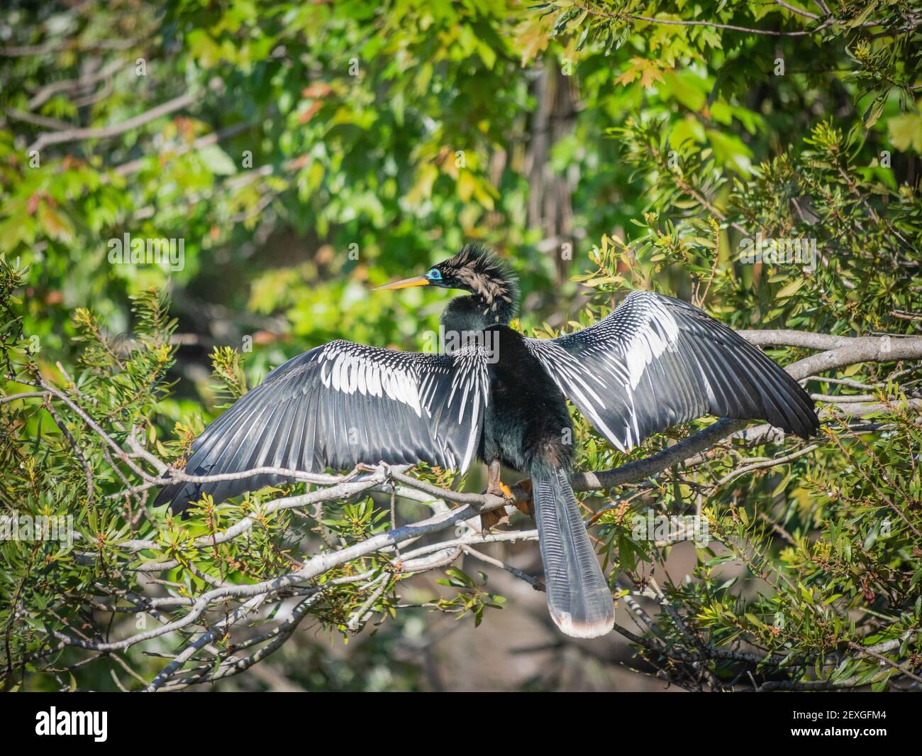 Beautiful Anhinga bird Stock Photo - Alamy