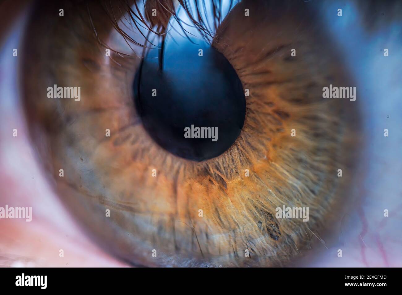Retina through iris hi-res stock photography and images - Alamy