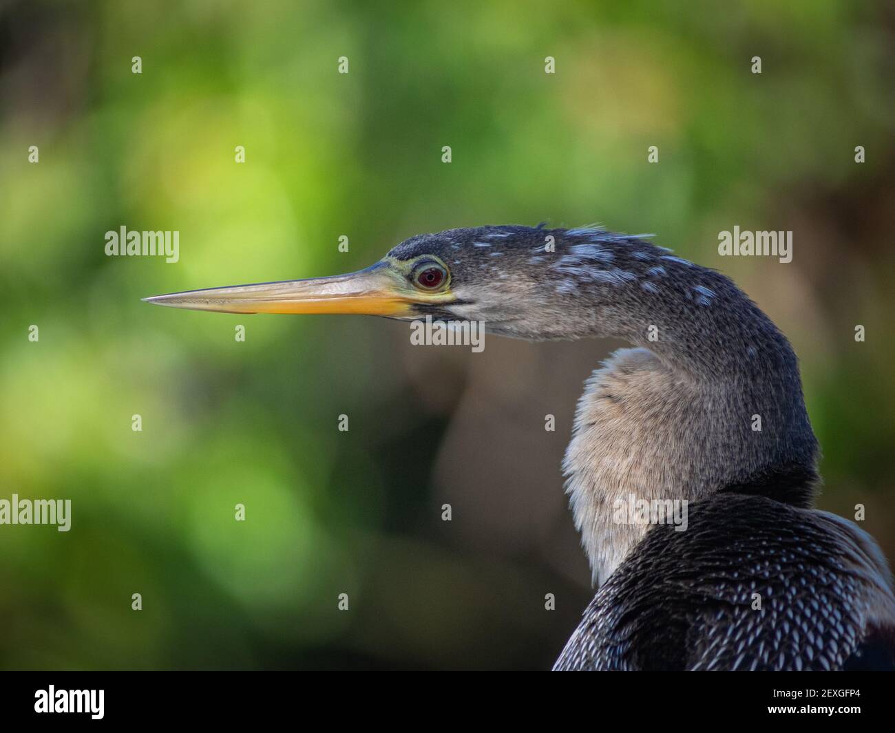 Beautiful Anhinga bird Stock Photo - Alamy