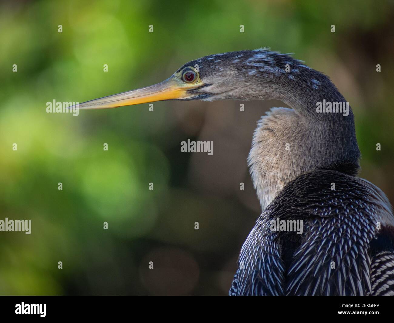 Beautiful Anhinga bird Stock Photo - Alamy
