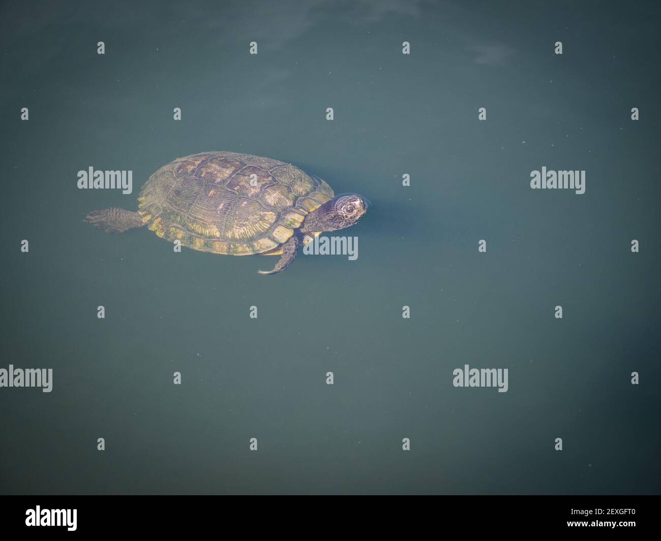 Turtle in water Stock Photo - Alamy