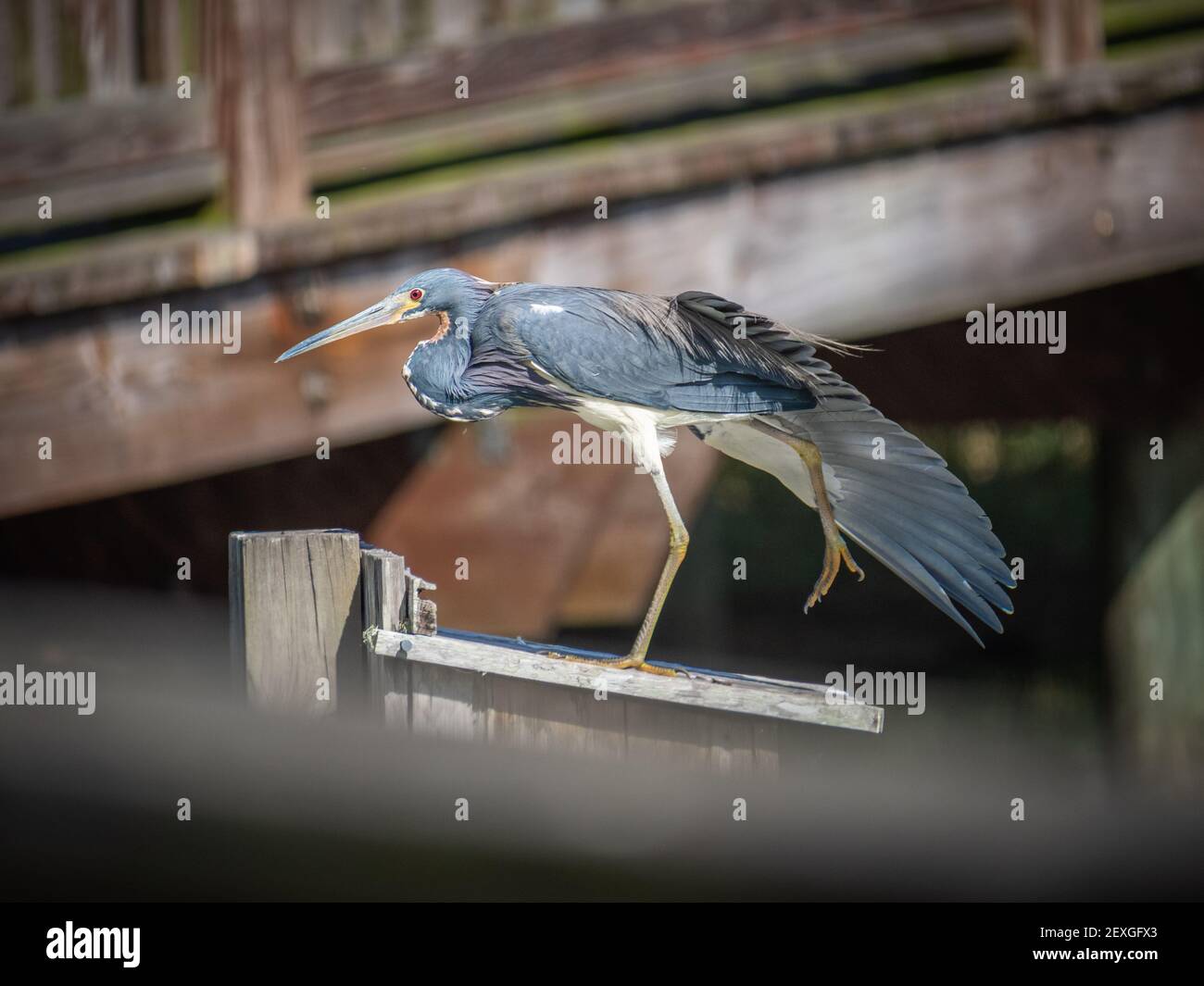 Tricolored egret hi-res stock photography and images - Alamy