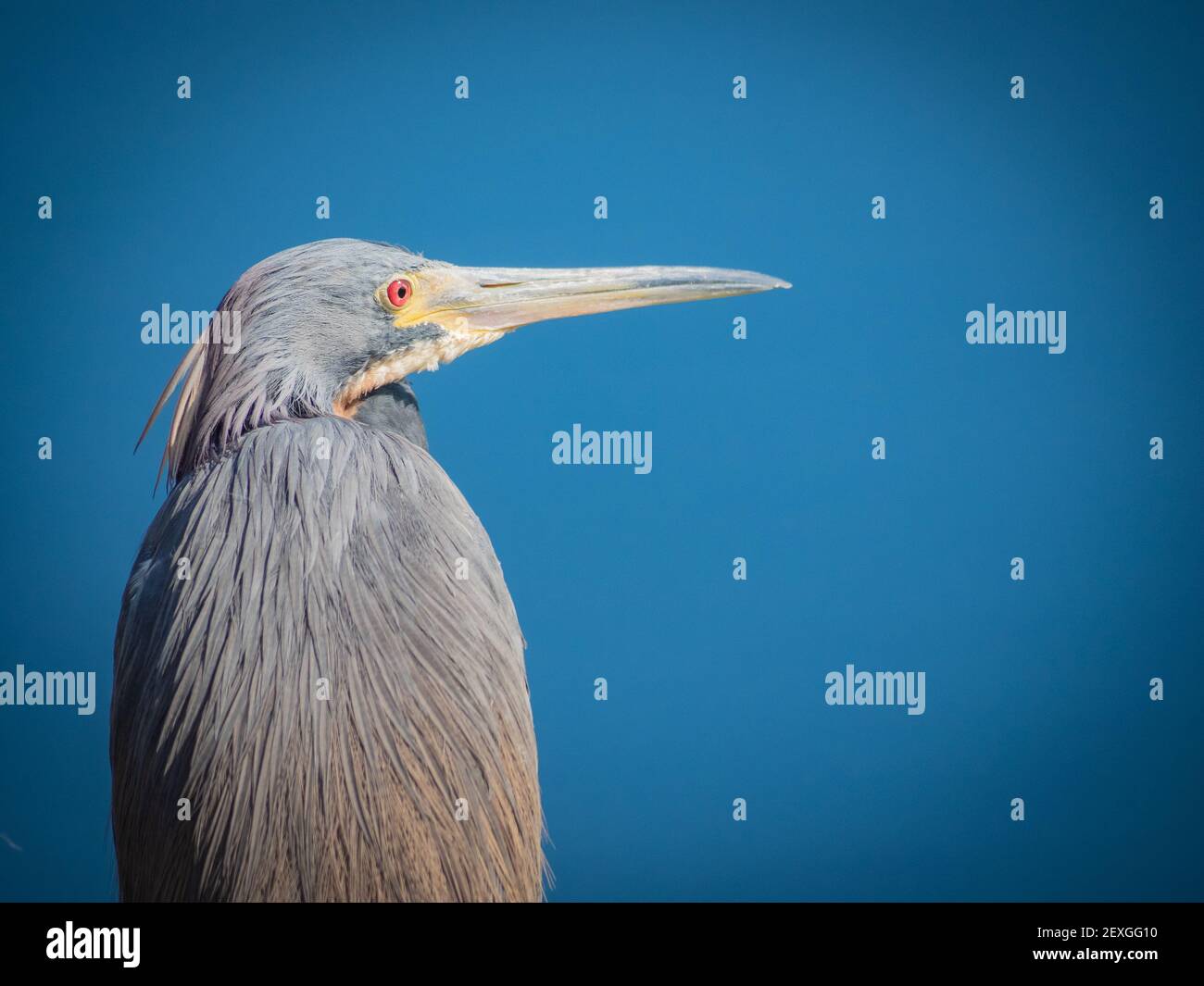 Beautiful Tricolored Egret Stock Photo - Alamy
