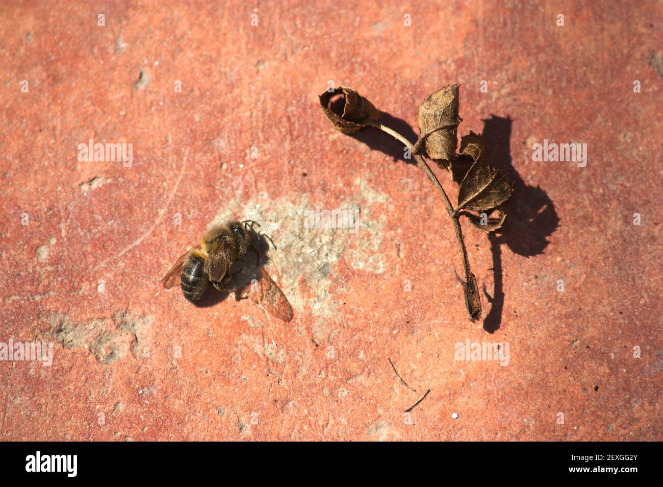 Bee diseases hi-res stock photography and images - Alamy
