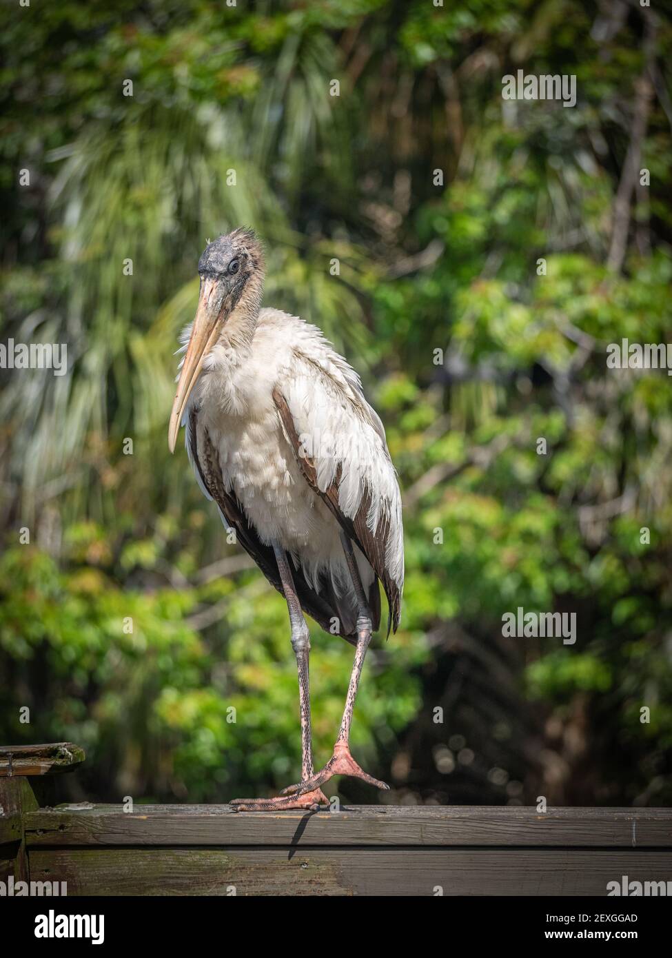 Large Juvenile wood stork posing Stock Photo - Alamy