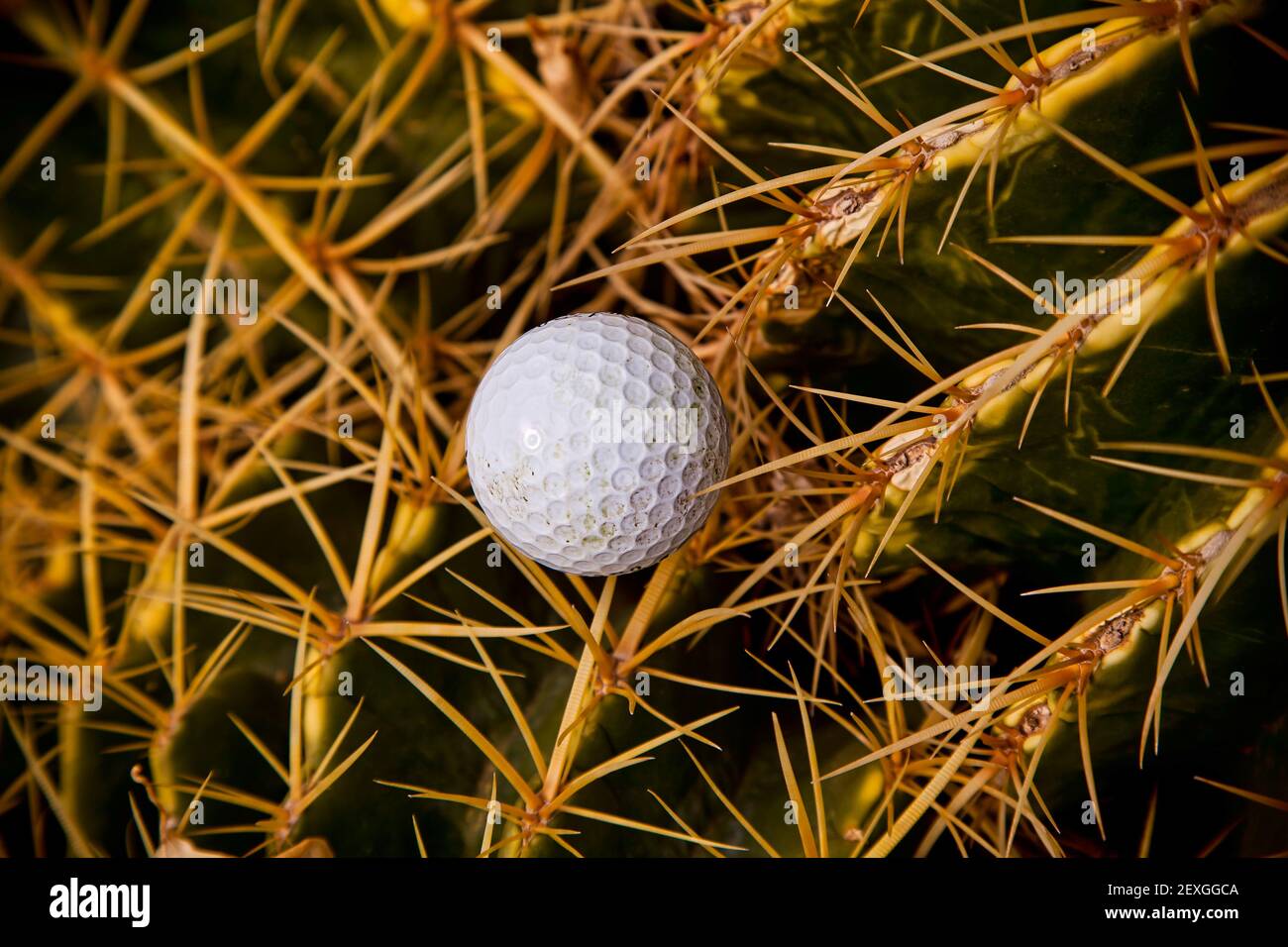 Golf ball rests on cactus spikes Stock Photo - Alamy