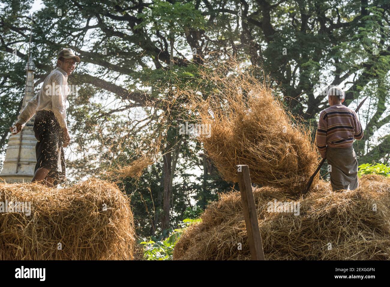 Hay making in traditional village, Myanmar Stock Photo - Alamy
