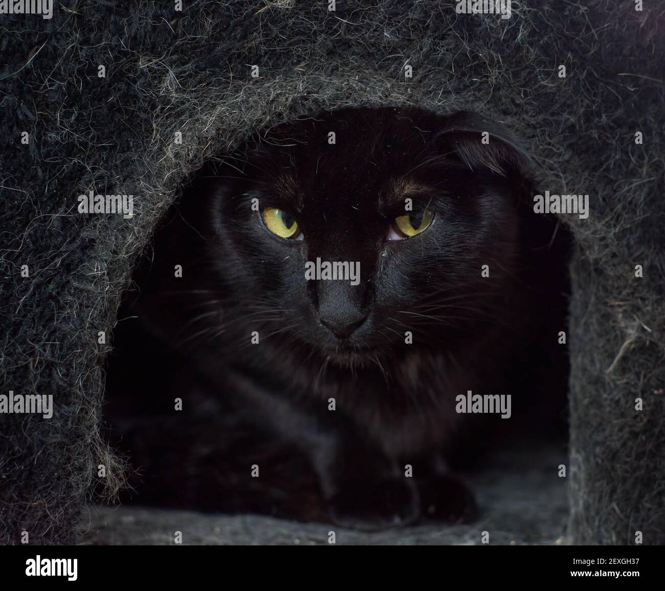 A closeup of a black cat hiding in a cat house Stock Photo - Alamy