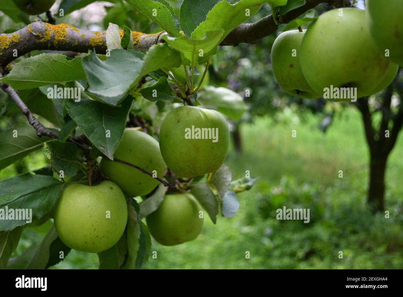 Organic apples hanging on a tree branch Stock Photo - Alamy