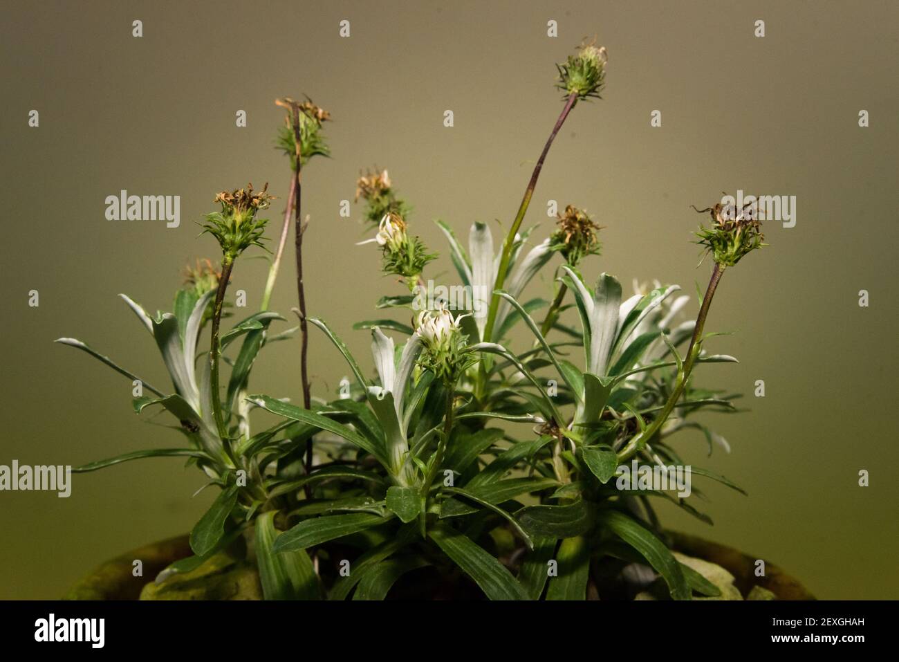 Celmisia angustifolia. New Zealand native plant Stock Photo - Alamy