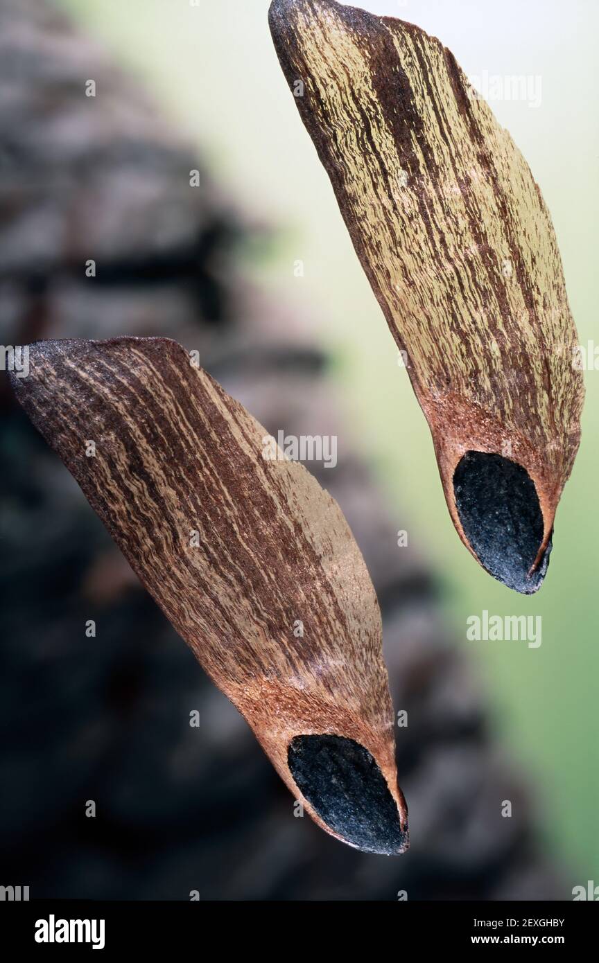 Pine Tree Seed Dispersal High Resolution Stock Photography and Images - Alamy