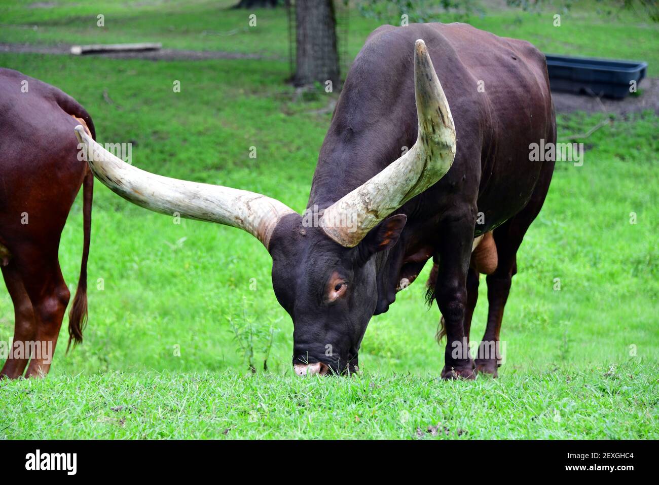 Texas longhorn steer on hi-res stock photography and images - Alamy
