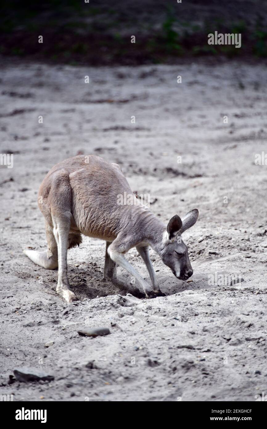 Kangaroo digging in a small sand pit for a monochrmatic composition ...