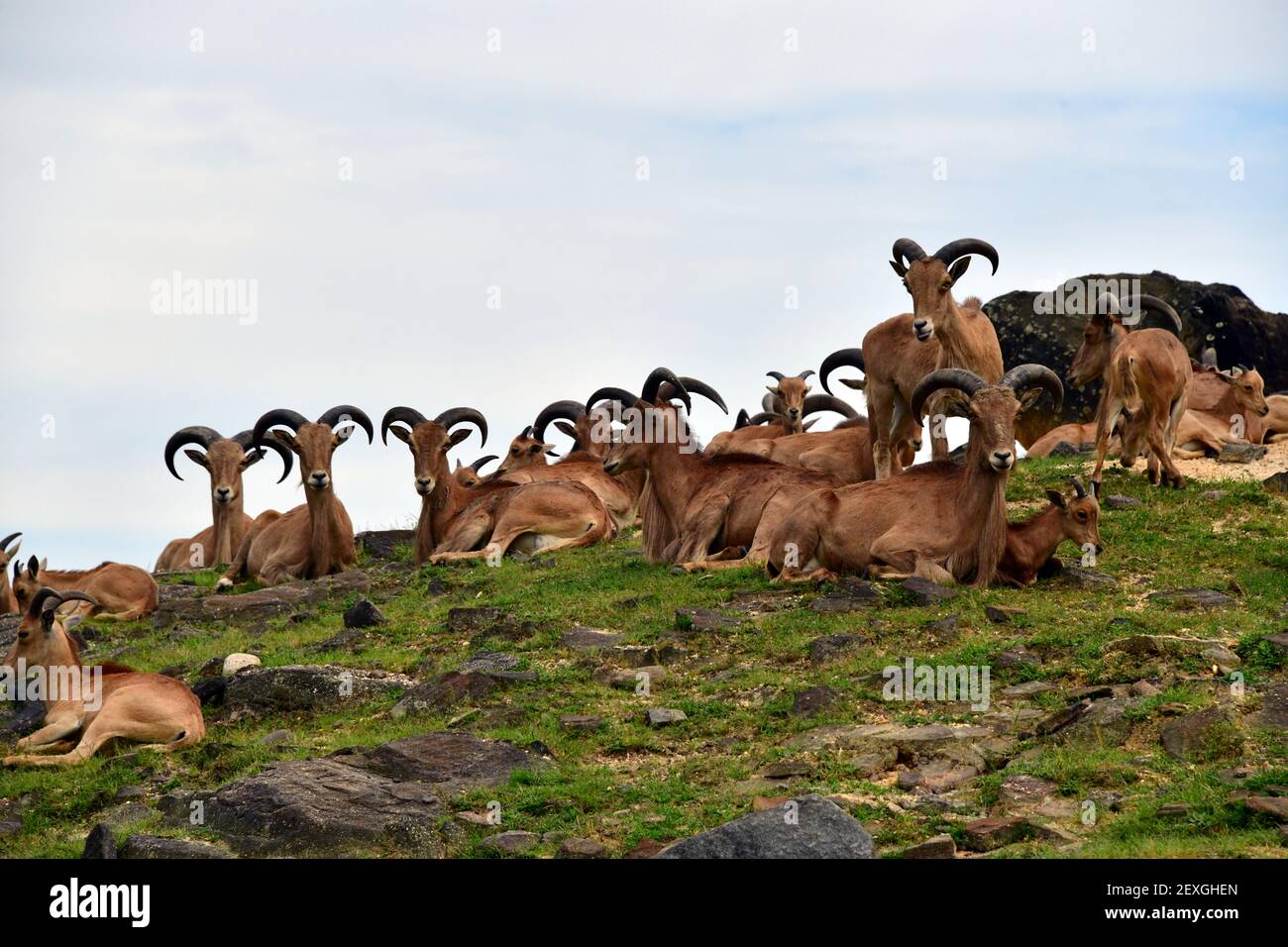 Several goats hi-res stock photography and images - Alamy