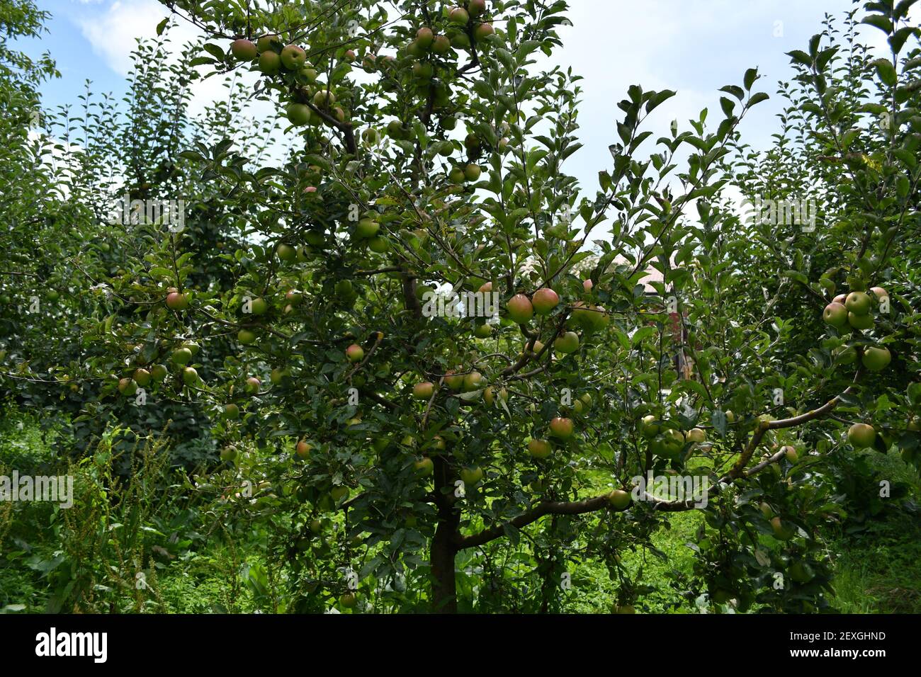 Organic apples hanging on a tree branch Stock Photo - Alamy