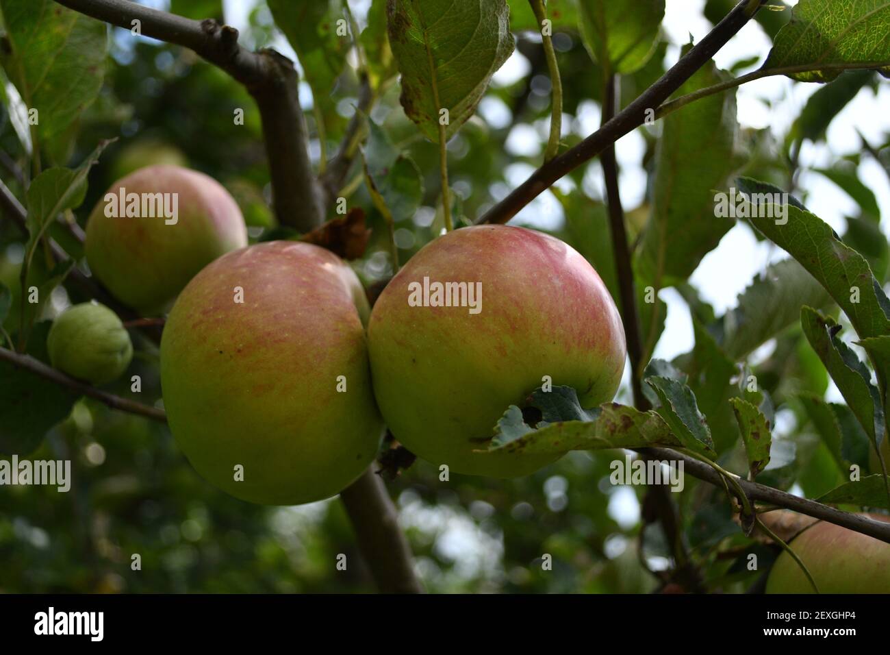 Organic apples hanging on a tree branch Stock Photo - Alamy