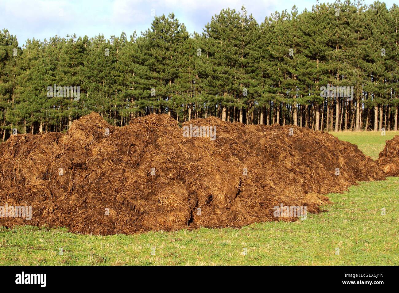 Straw manure hi-res stock photography and images - Alamy