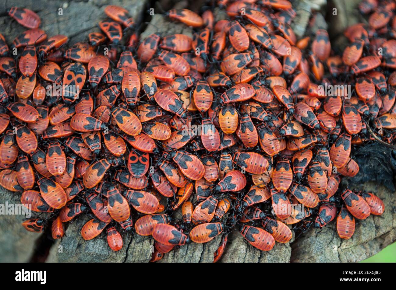 Very large group of fire Bug (Pyrrhocoris apterus) on the tree trunk ...