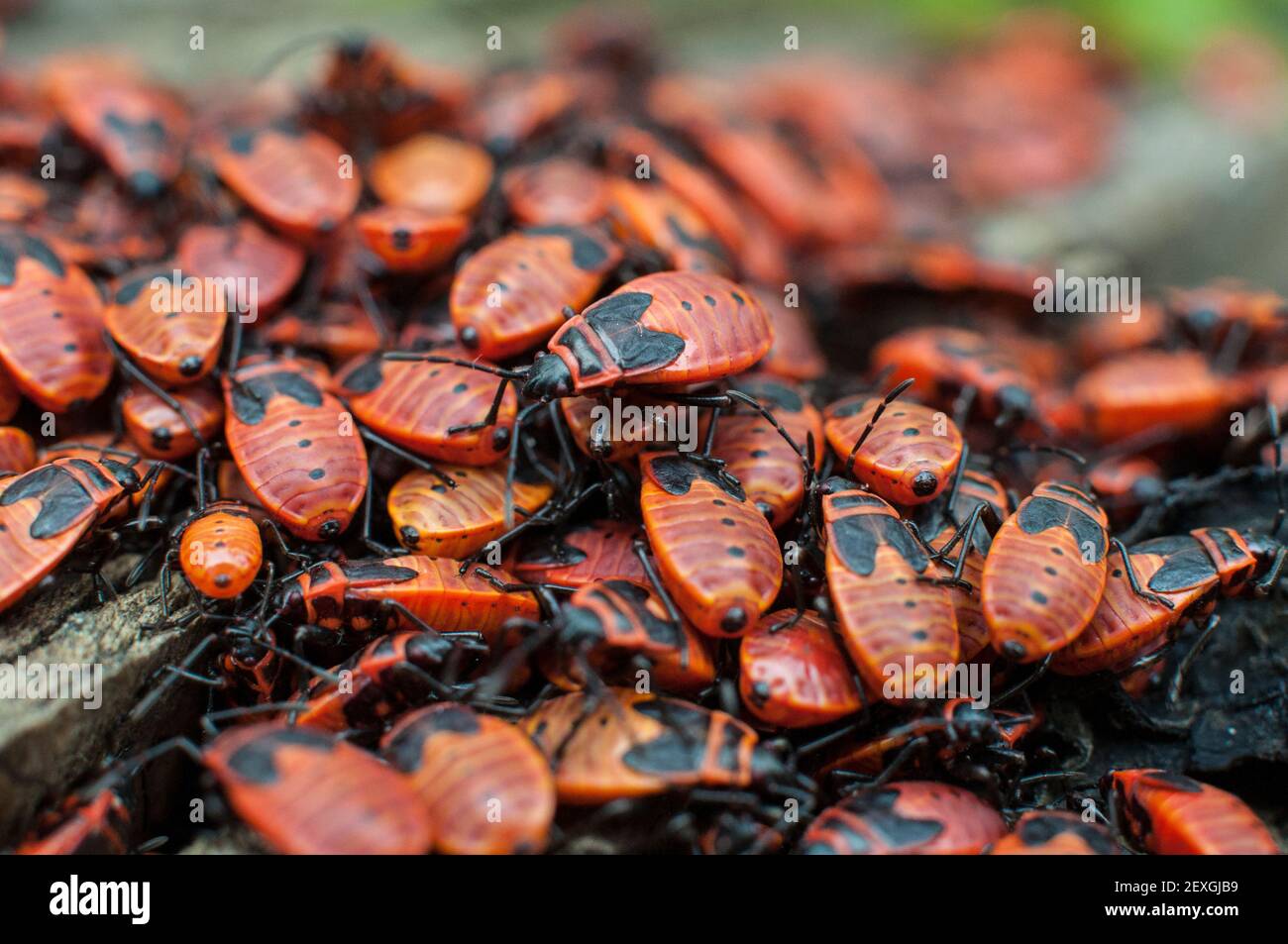 Trunk insects hi-res stock photography and images - Alamy