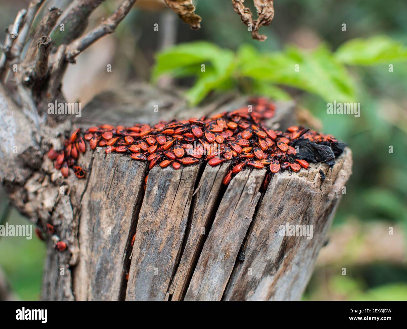 Very large group of fire Bug (Pyrrhocoris apterus) on the tree trunk ...