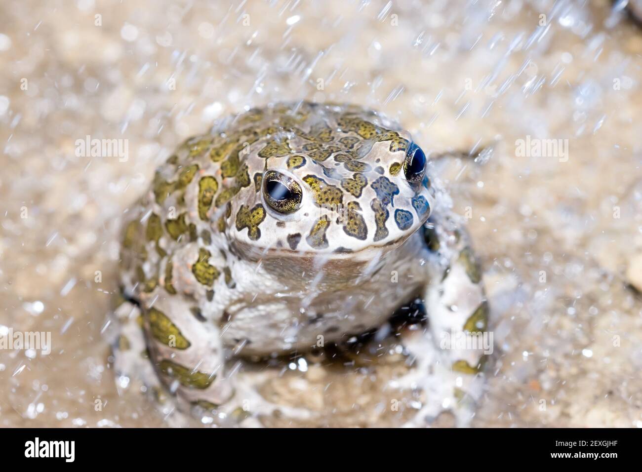 Focus toad hi-res stock photography and images - Alamy