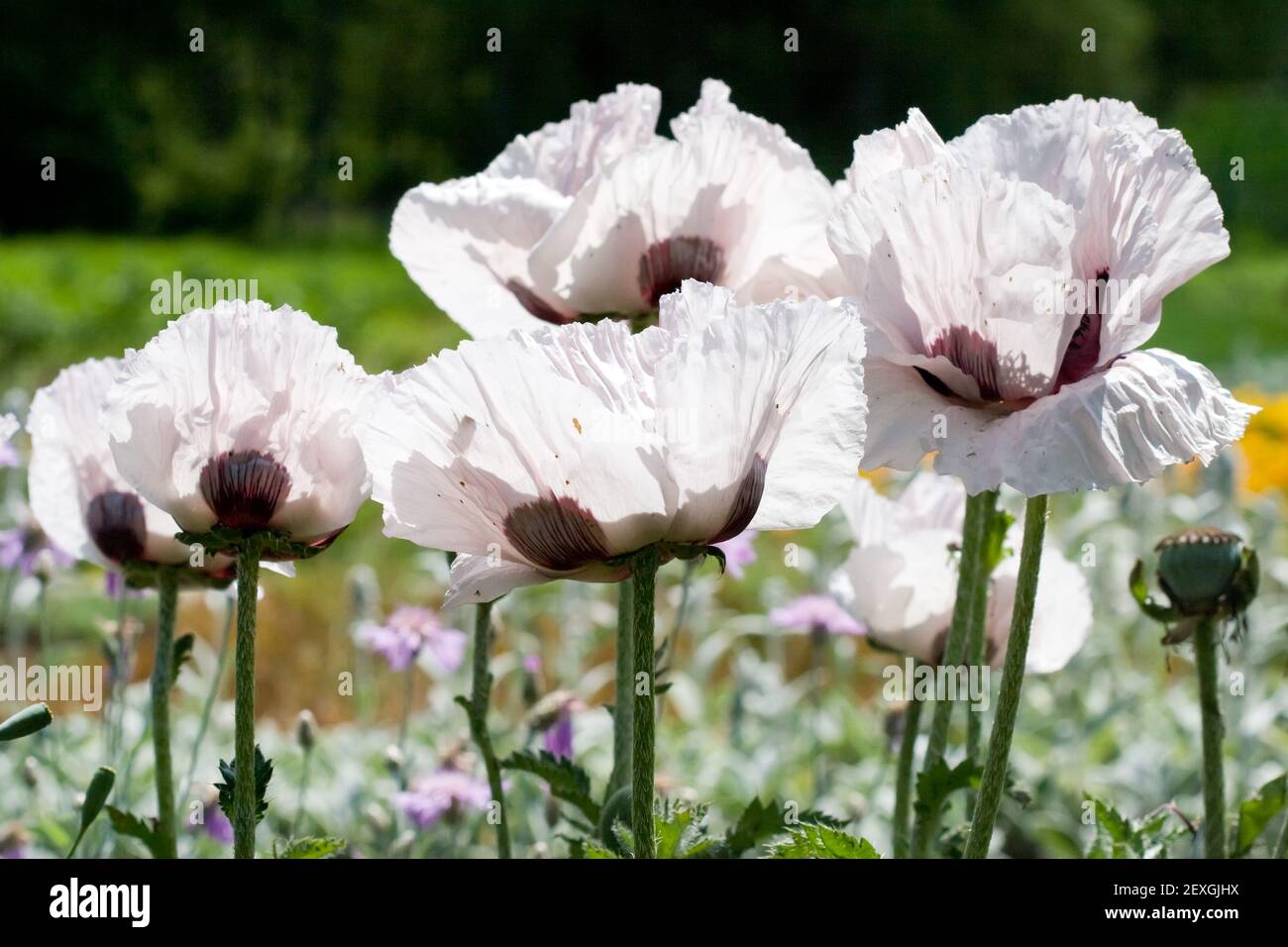 White poppies hi-res stock photography and images - Alamy