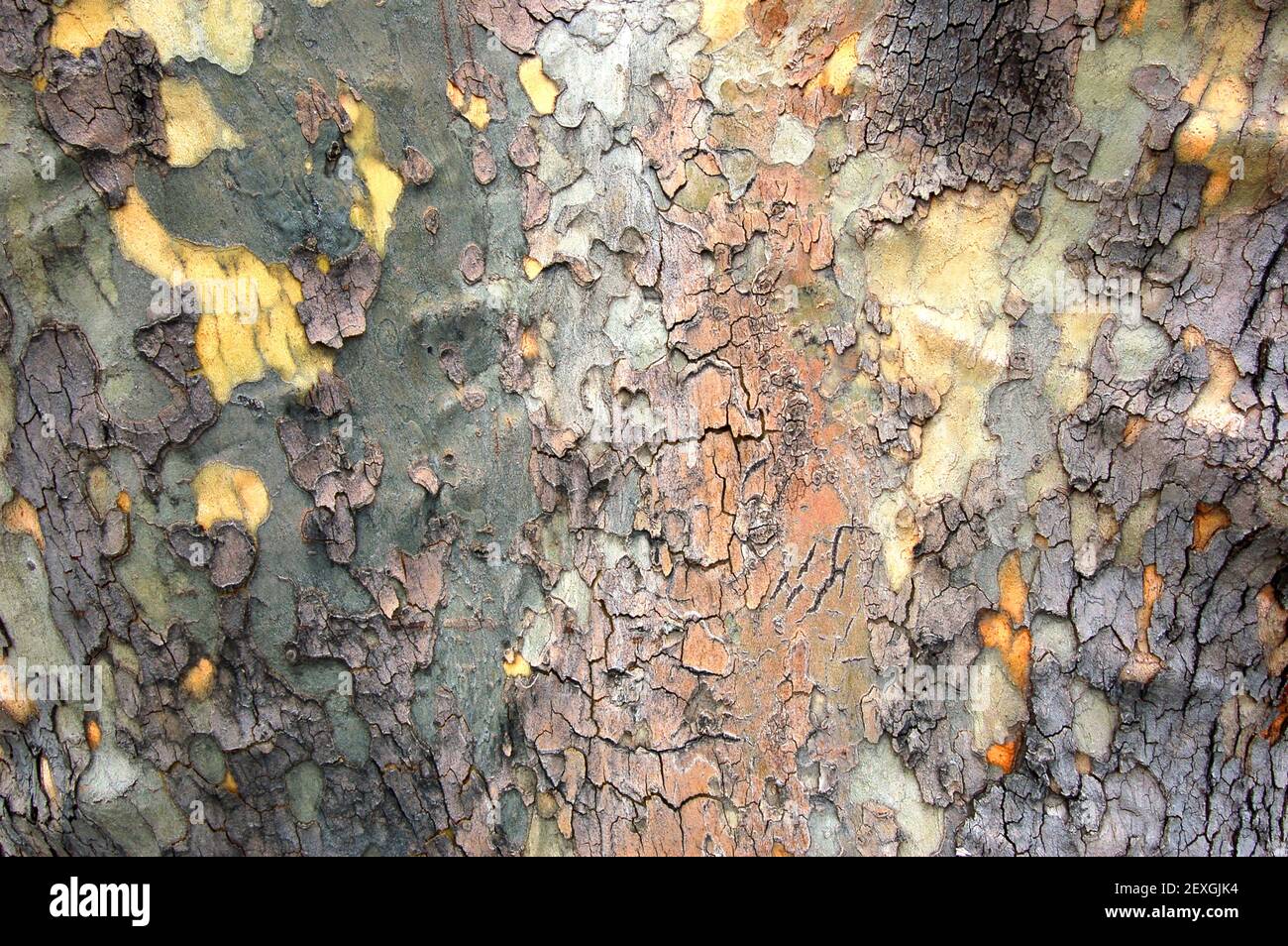 Multicolored Tree Bark Stock Photo - Alamy