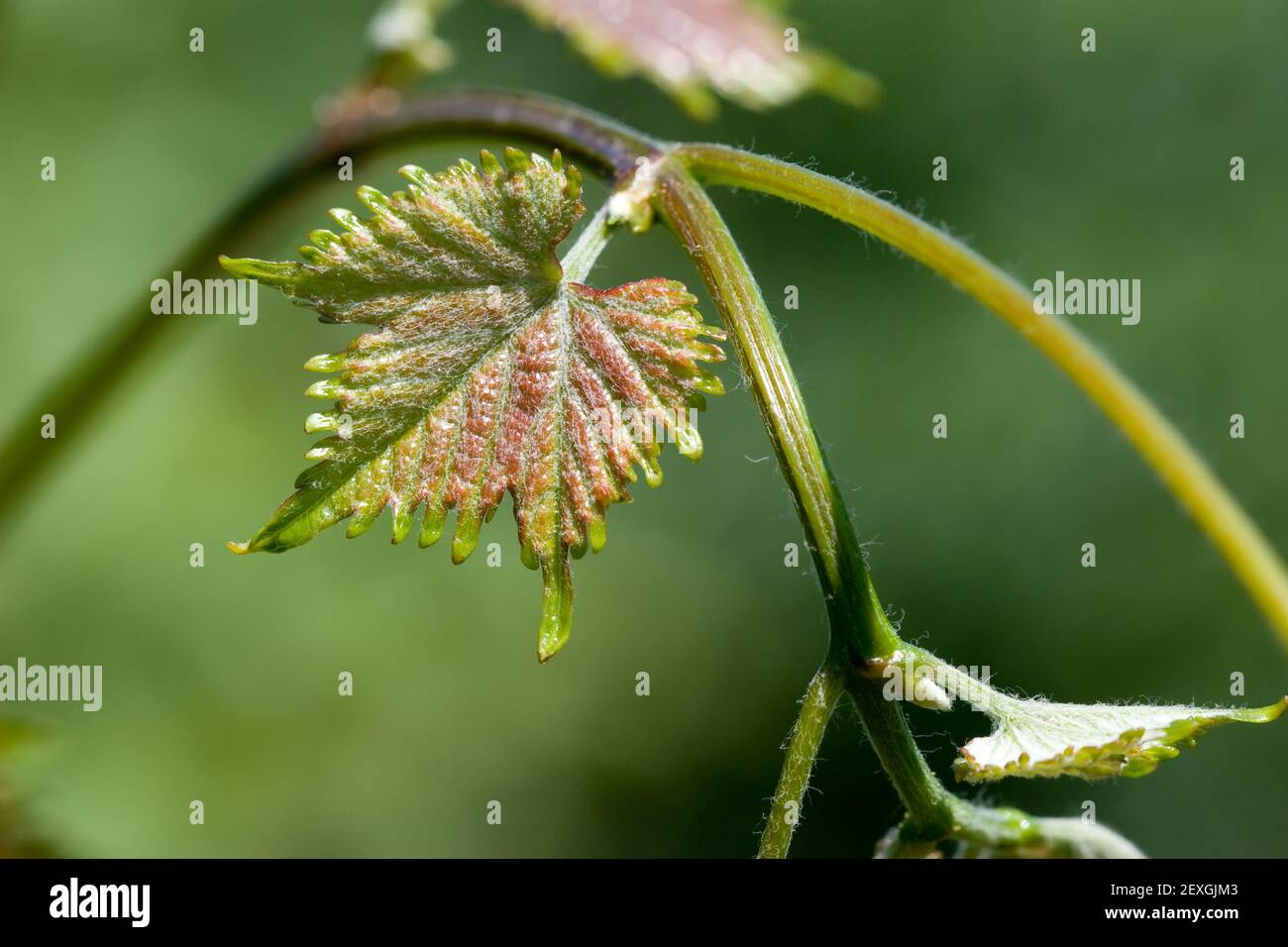 Curled vine hi-res stock photography and images - Alamy