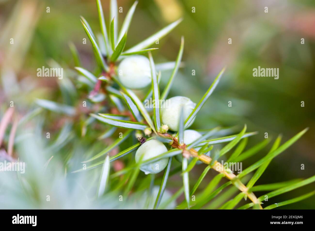 Branch with juniperus High Resolution Stock Photography and Images - Alamy