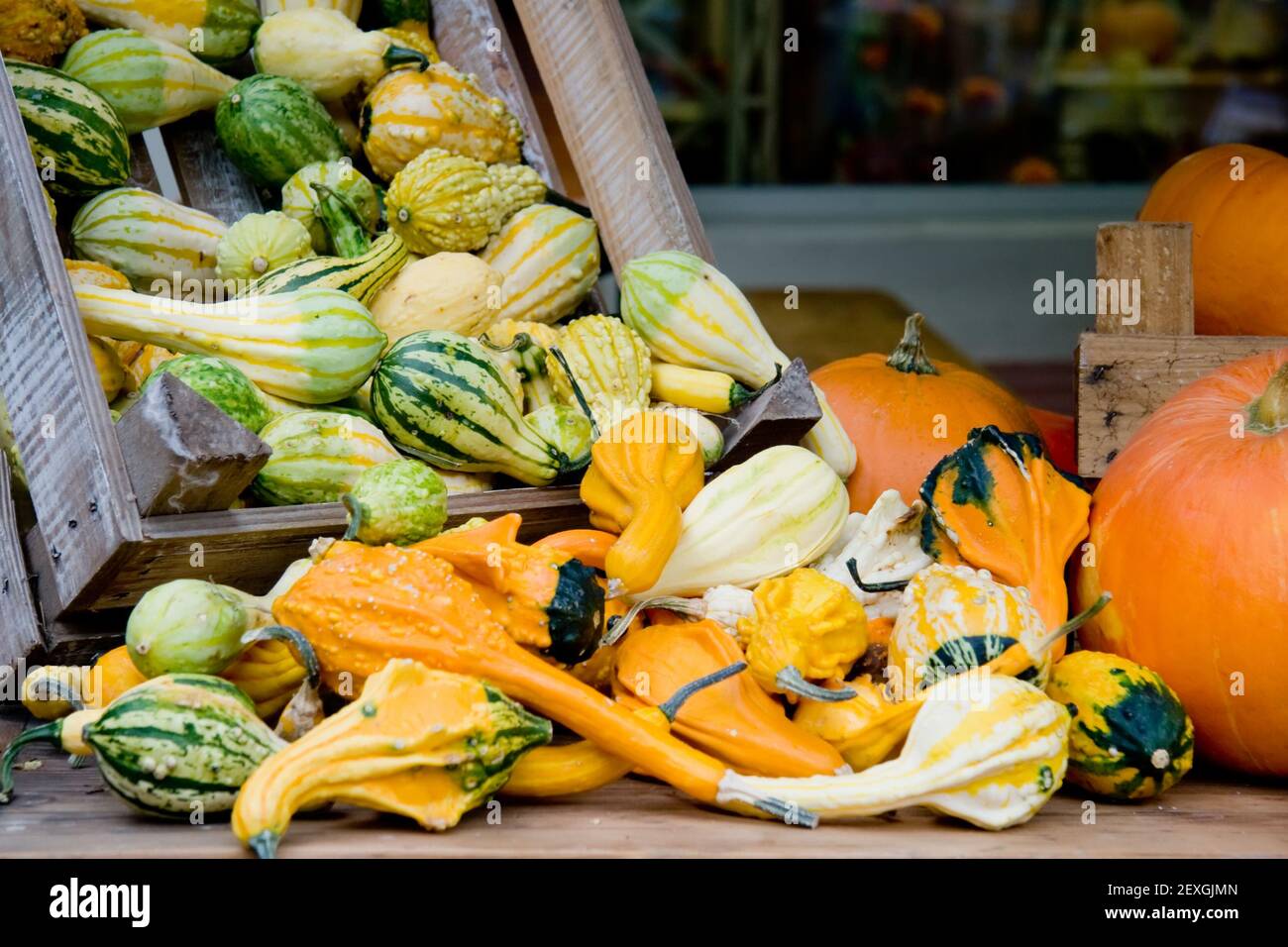 Assorted pumpkins hi-res stock photography and images - Alamy