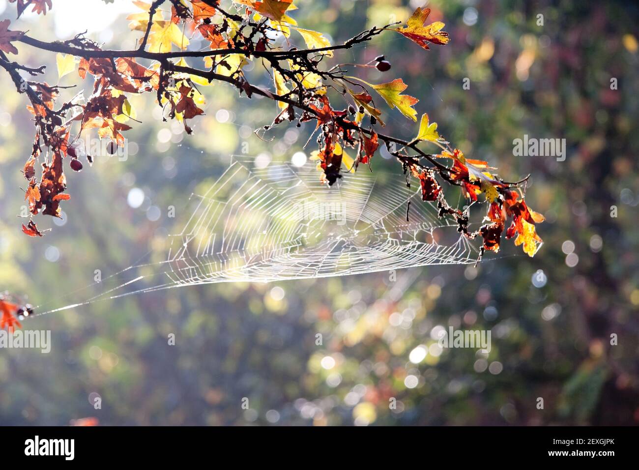 Shiny morning hi-res stock photography and images - Alamy