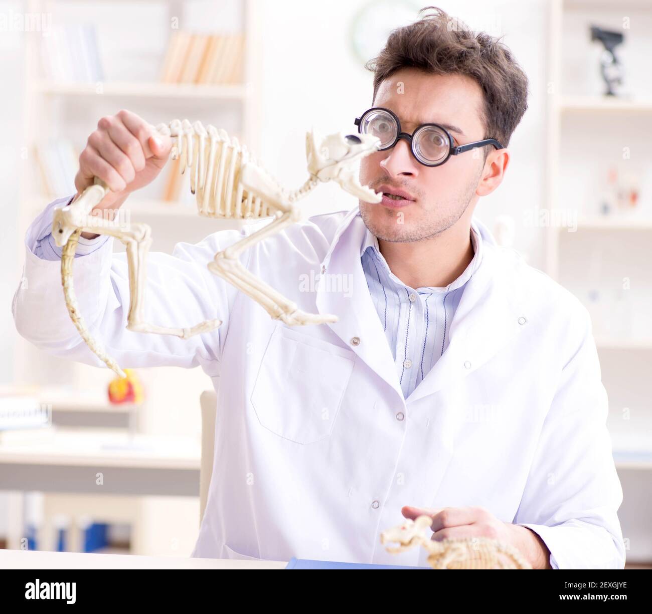 The funny crazy student doctor studying animal skeleton Stock Photo - Alamy
