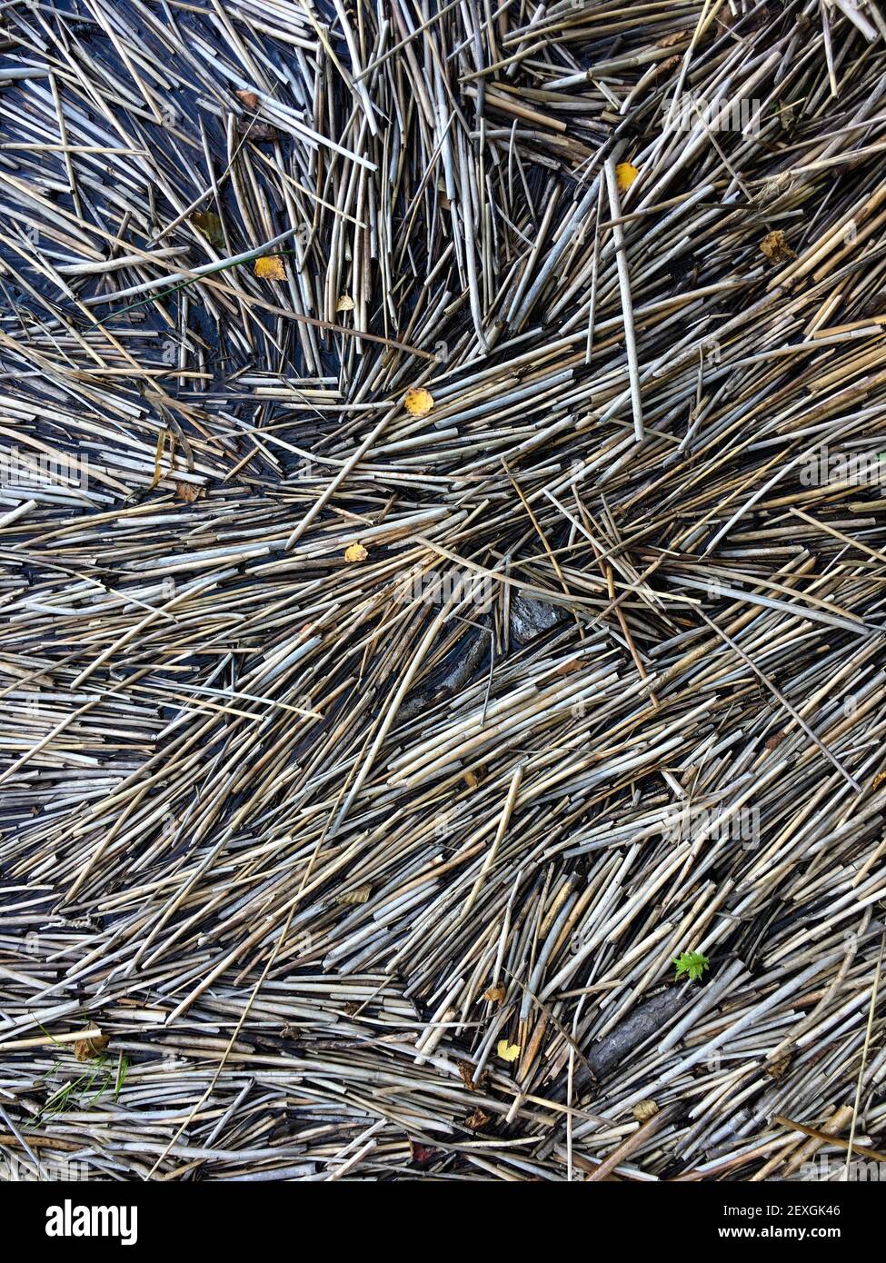 Dry plants texture. Reed stalks floating on water above view Stock ...
