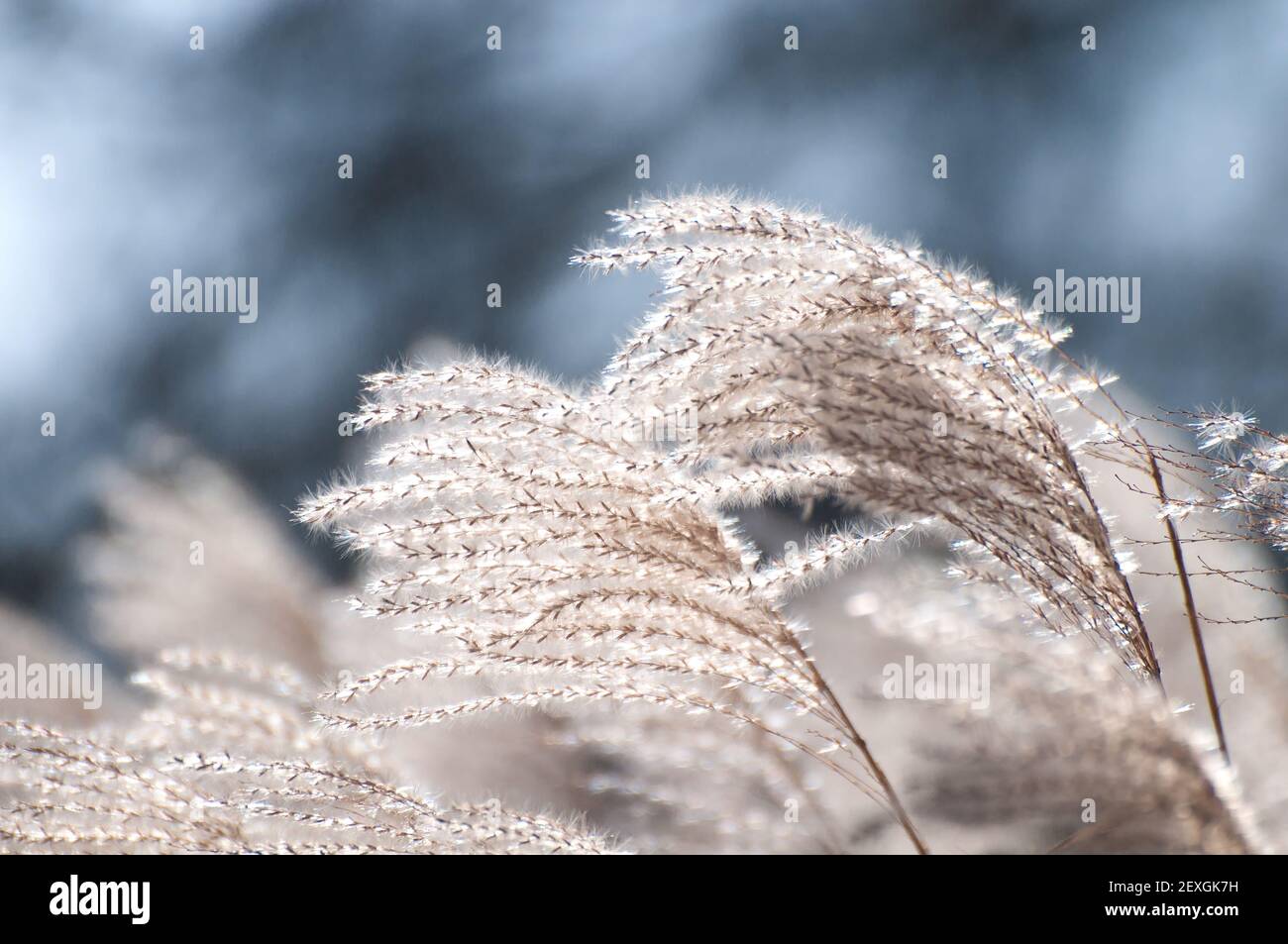 Reed stem texture hi-res stock photography and images - Alamy