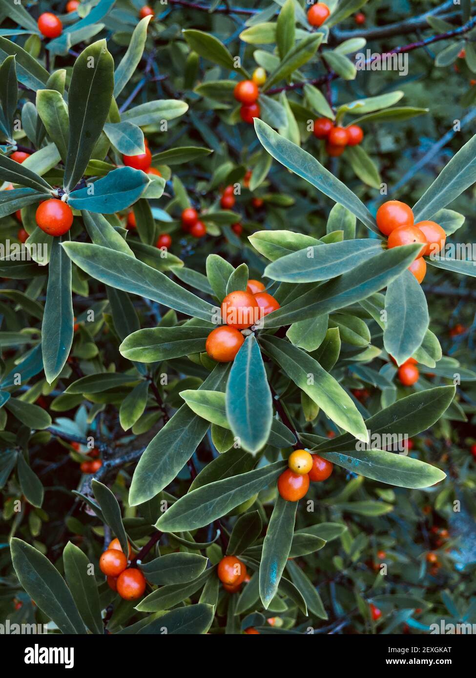 Plant texture. Silver buffaloberry (Shepherdia argentea) green leaves ...