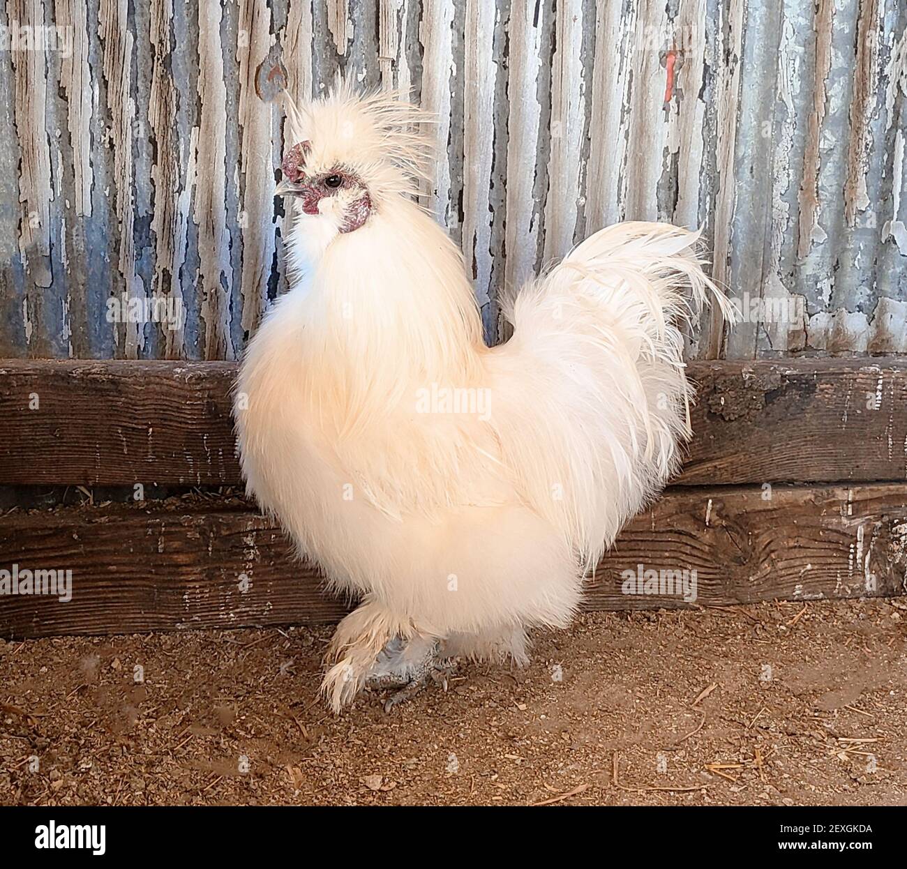White Silkie Rooster