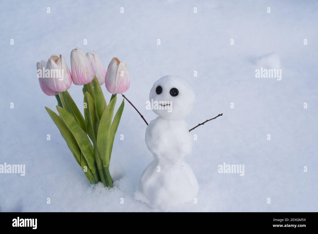 Snowman tulip hi-res stock photography and images - Alamy