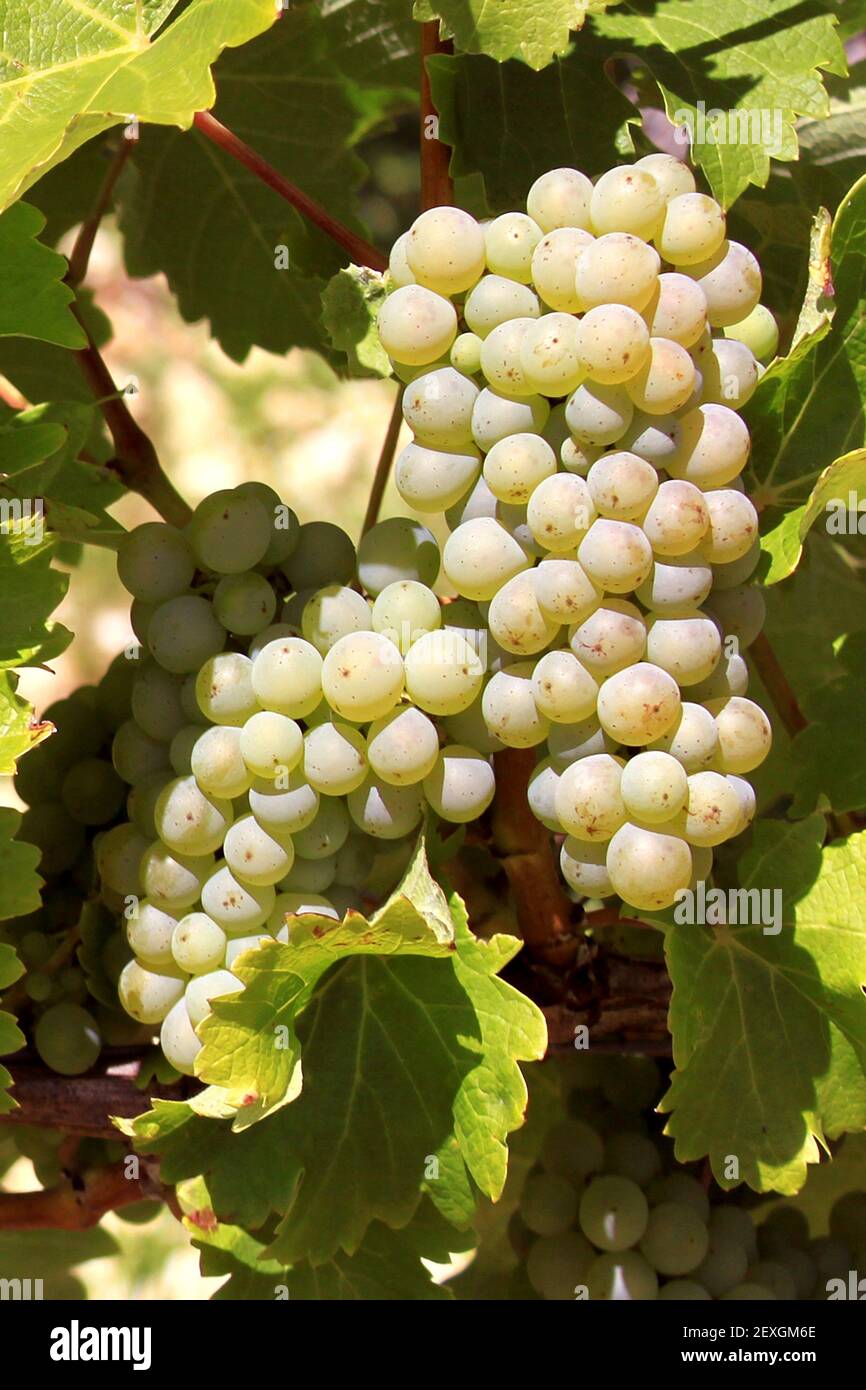 Fruit of the vines hi-res stock photography and images - Alamy