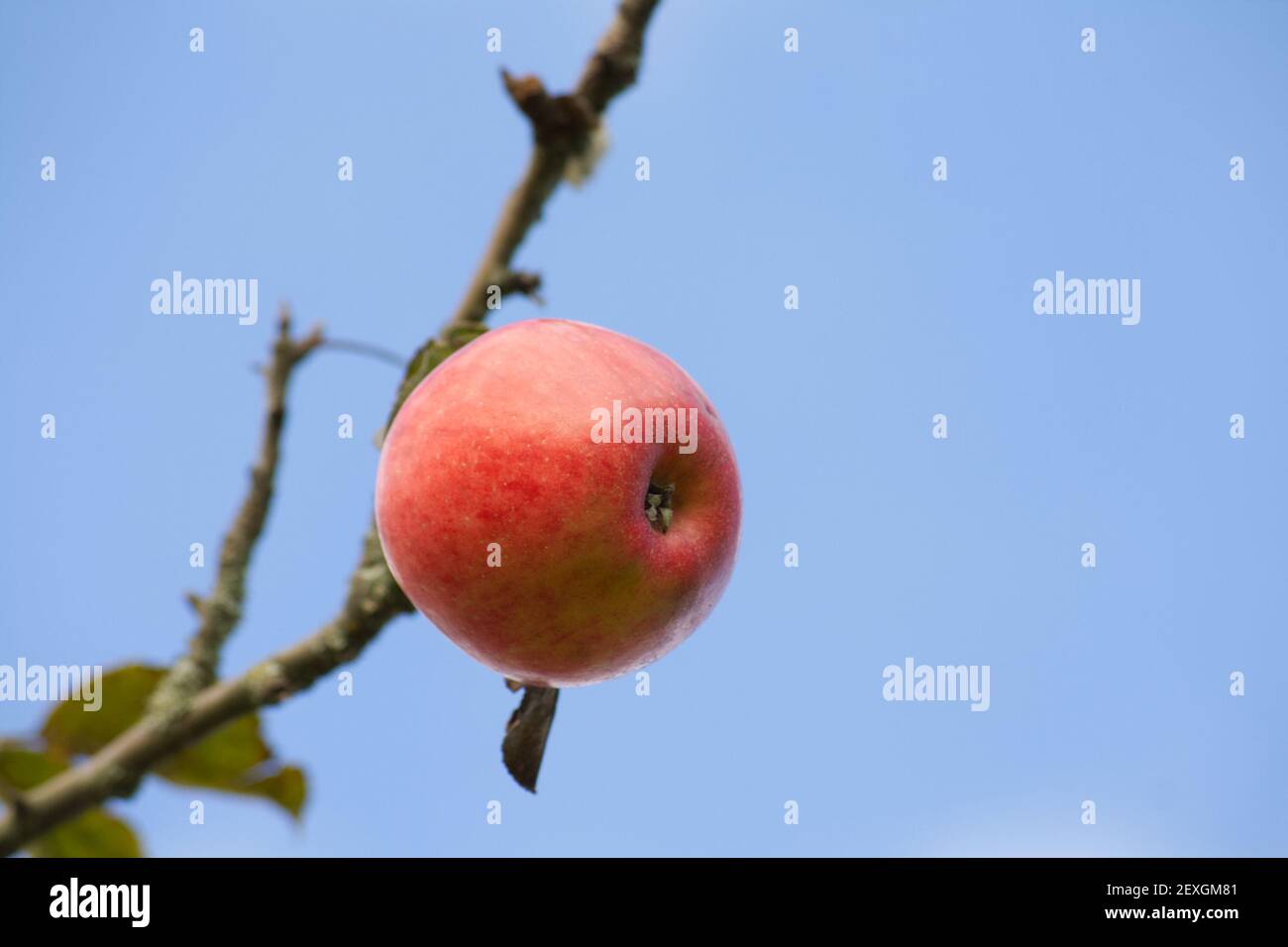 Apple hanging on tree hi-res stock photography and images - Alamy