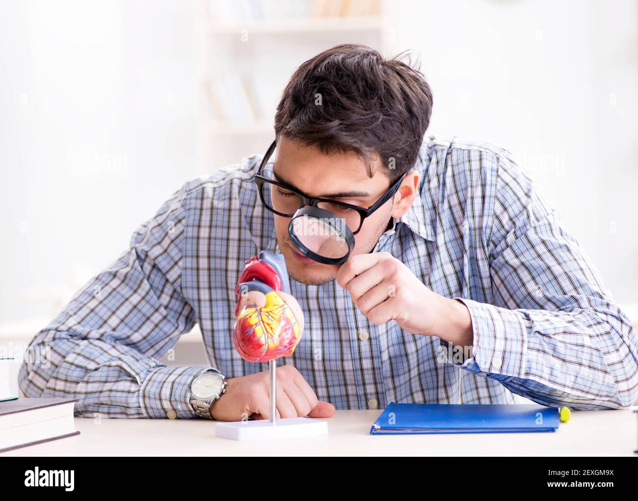 The medical student studing the heart Stock Photo - Alamy