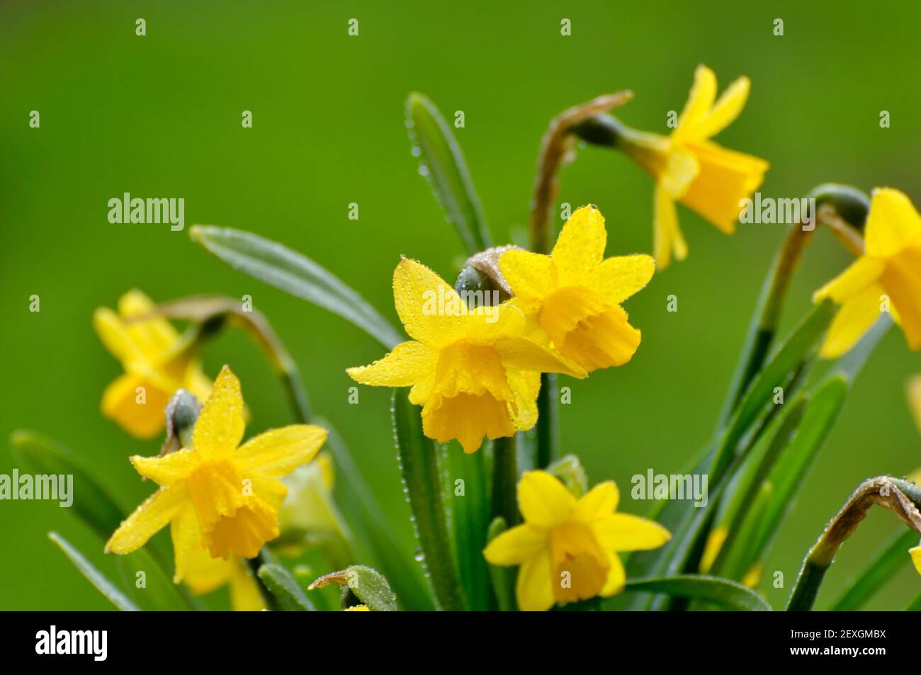 Daffodils in spring Stock Photo - Alamy