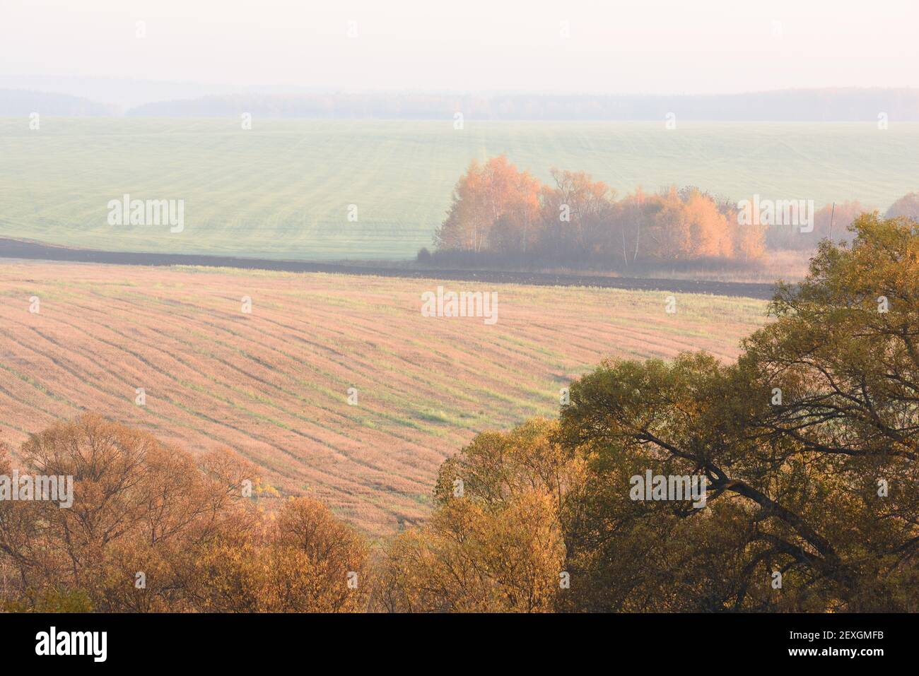 Autumn agricultural landscape. Yellow and green fields in morning mist ...