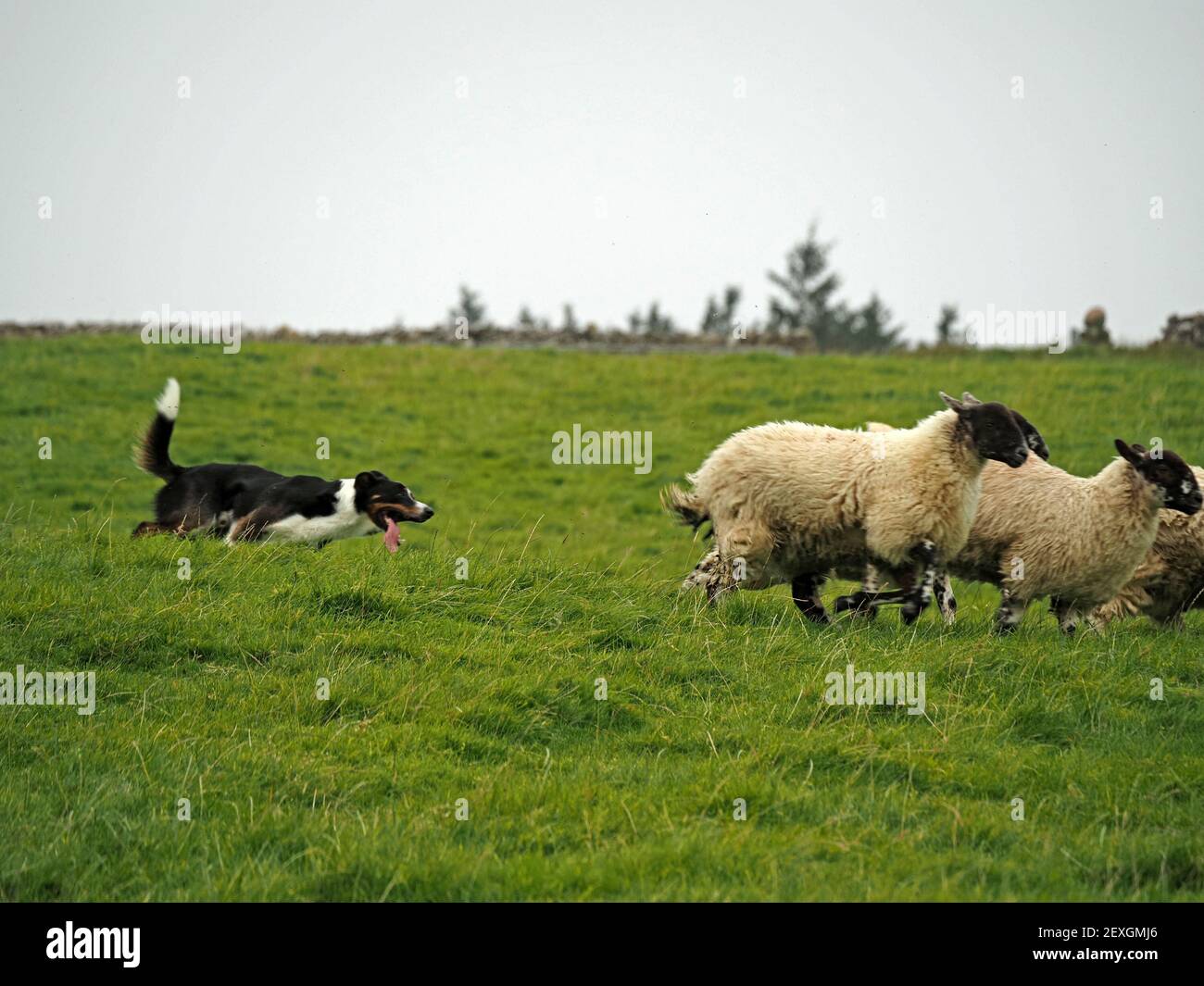 Dog running after sheep hi-res stock photography and images - Alamy