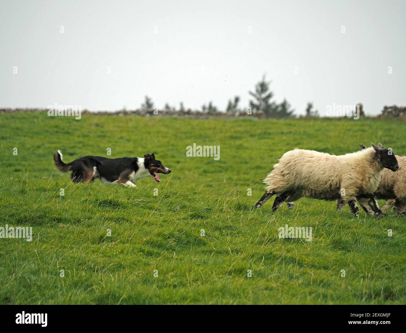 Enthusiastic sheepdog races after running stragglers from flock of ...