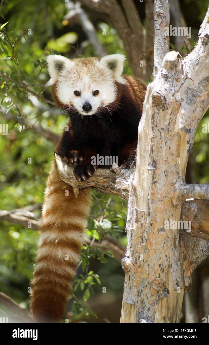 Panda eyes hi-res stock photography and images - Alamy