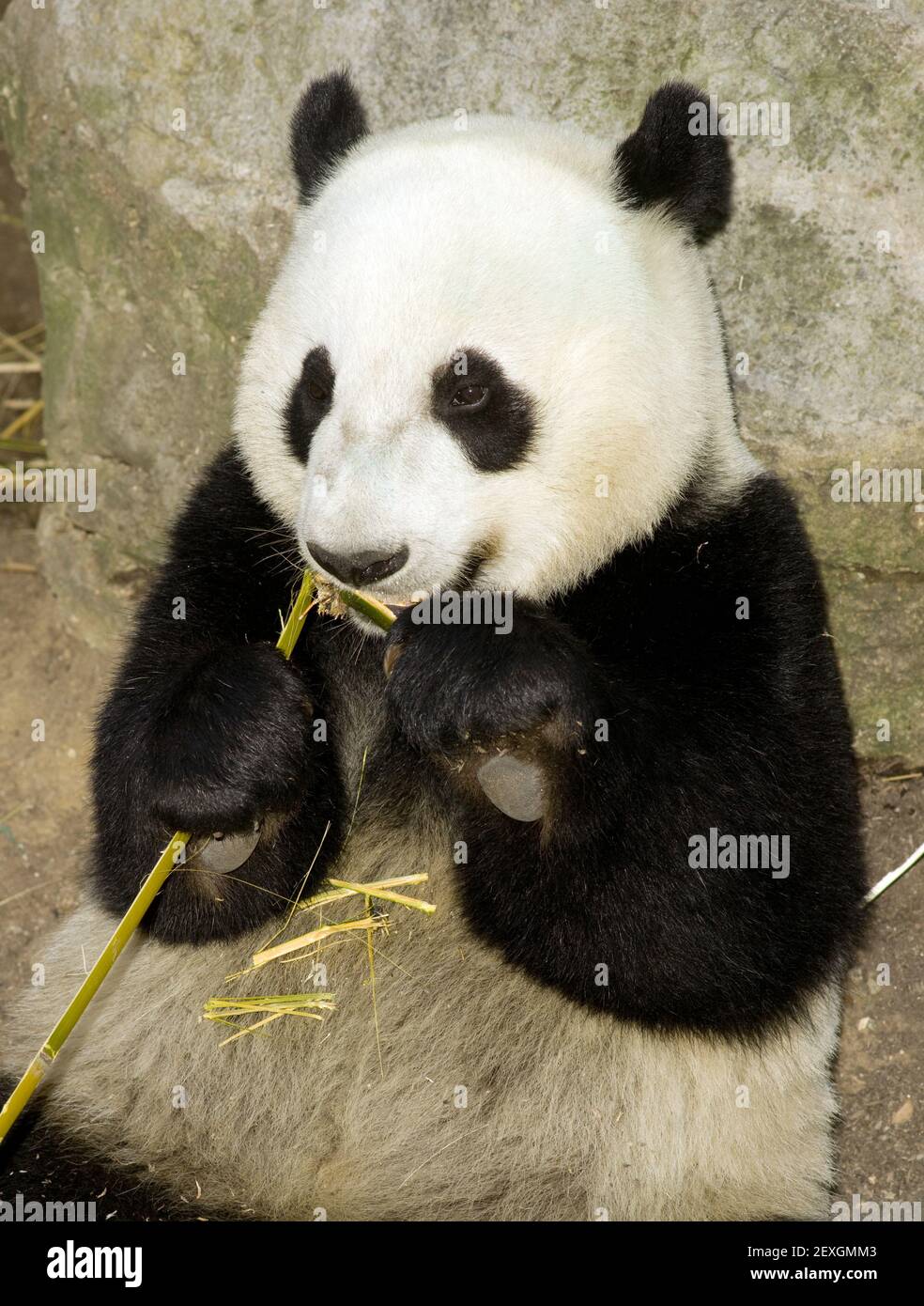 Panda holding bamboo stalk hi-res stock photography and images - Alamy