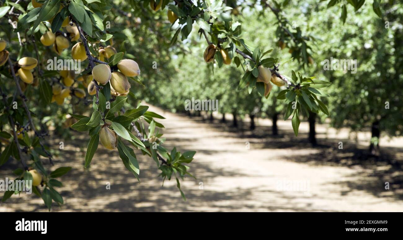 Almond orchard hi-res stock photography and images - Alamy